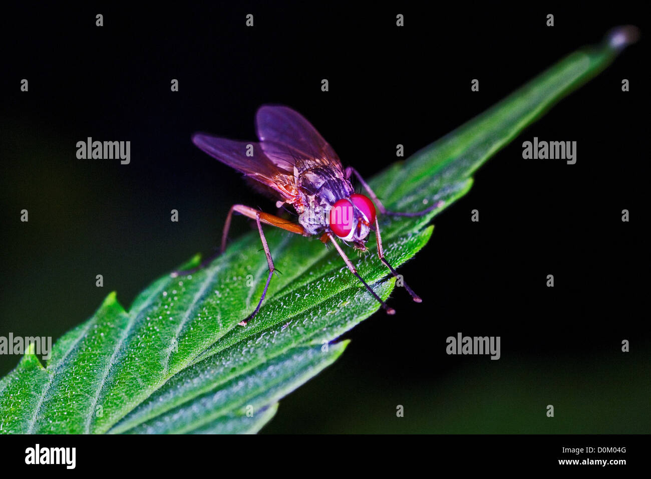 A fly on the tip of a leaf on a marijuana plant Stock Photo - Alamy