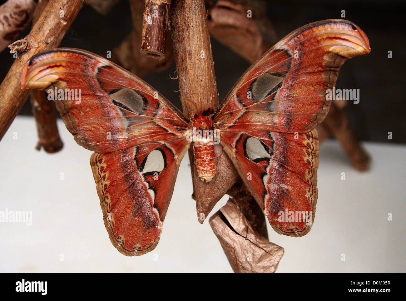 Atlas Moth, Attacus atlas, Saturniidae, Lepidoptera. South East Asia ...