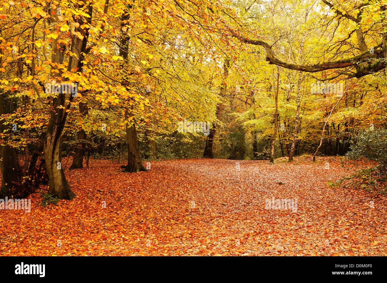 A woodland walk at Burnham Beeches Buckinghamshire England Stock Photo ...