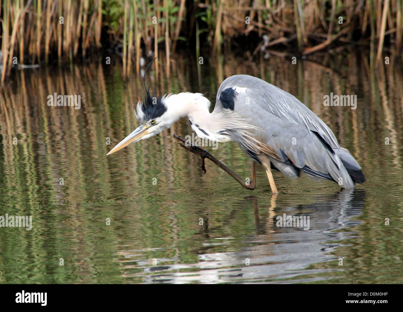 Angry pose hi-res stock photography and images - Alamy