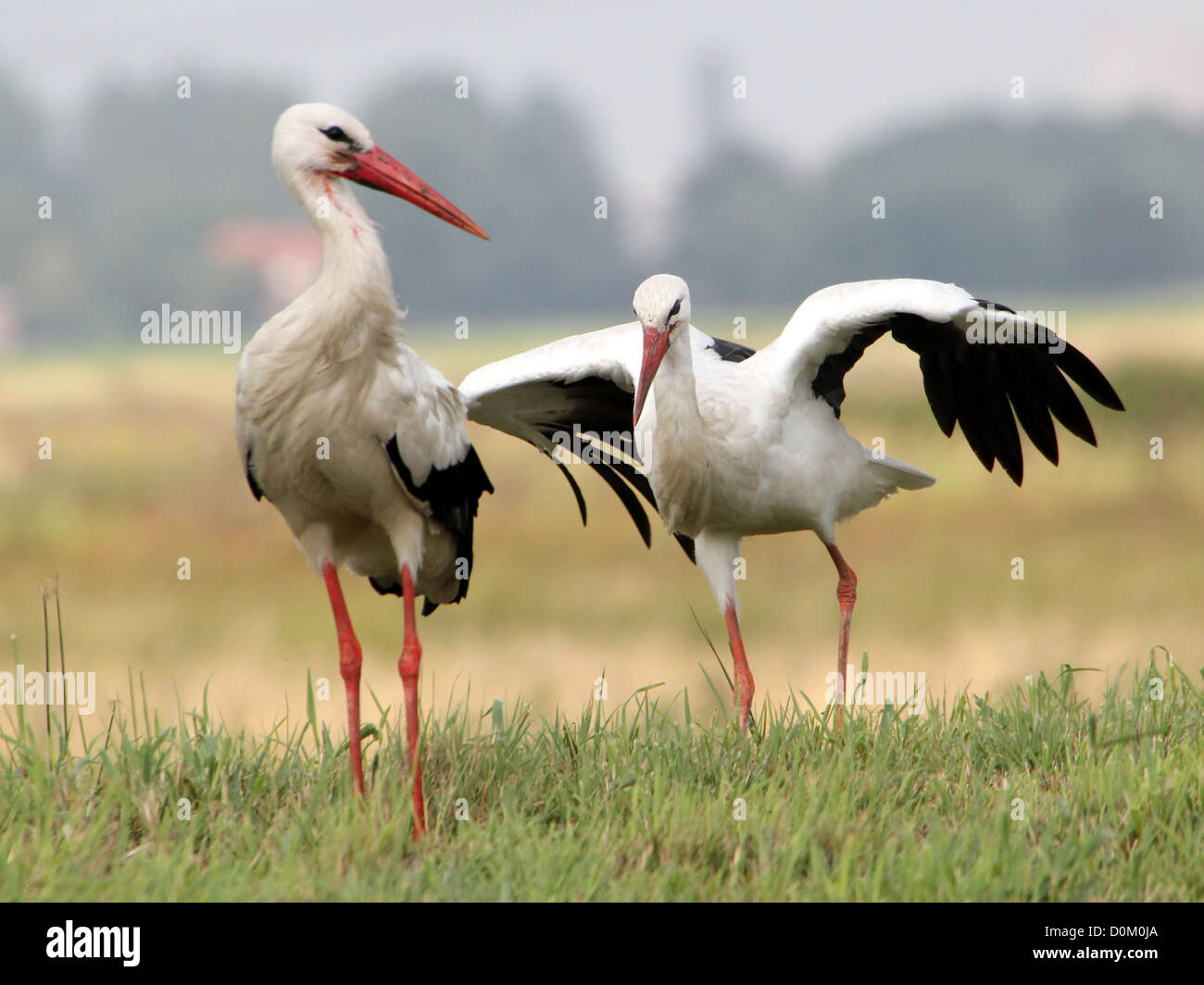 Stork in landing hi-res stock photography and images - Alamy