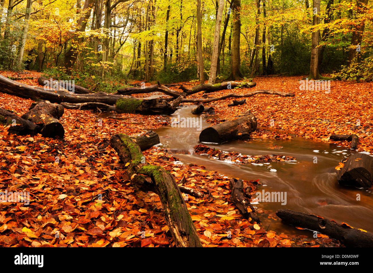 A small stream flowing through Burnham Beeches Buckinghamshire England ...