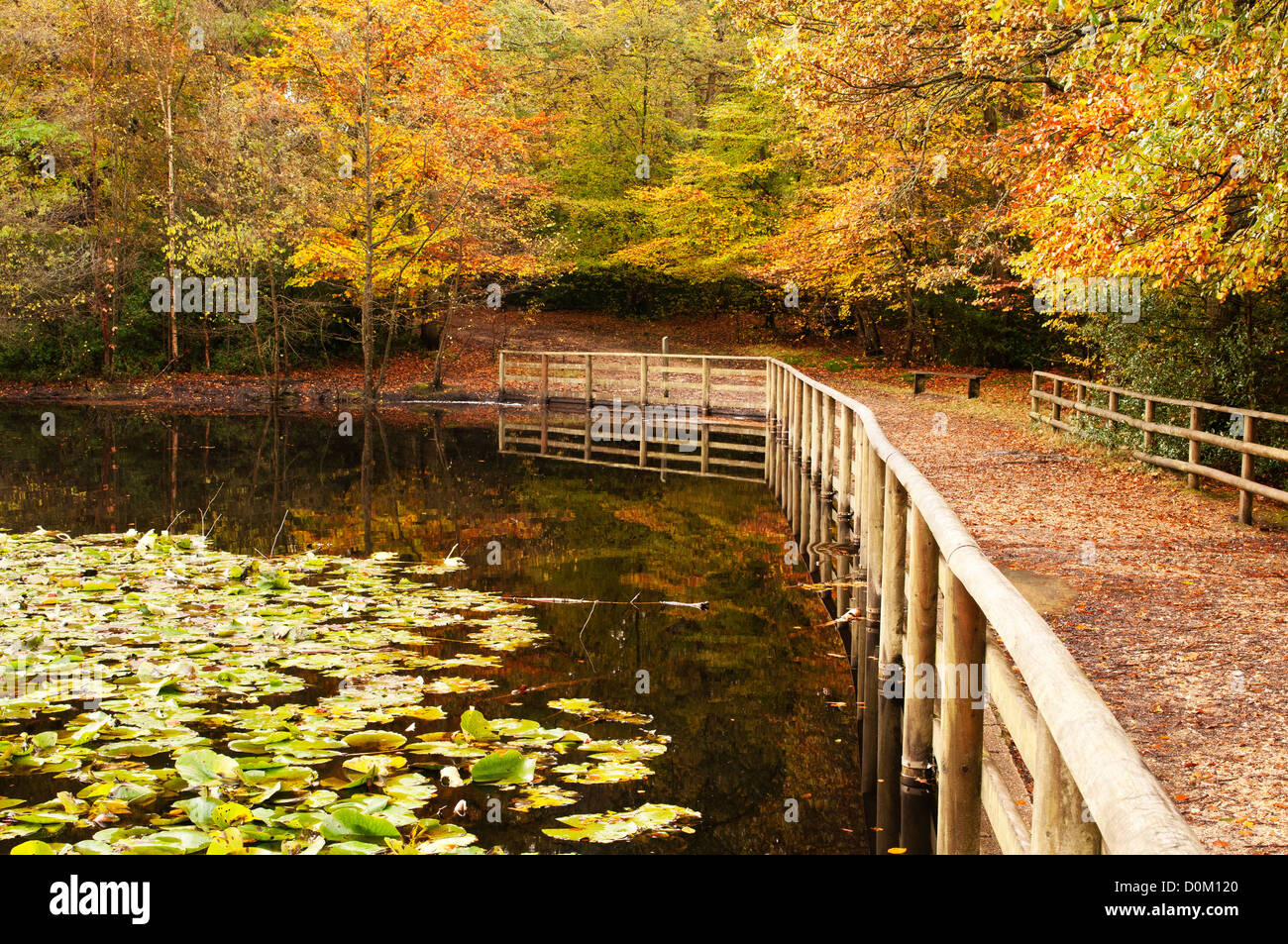 Burnham beeches in buckinghamshire hi-res stock photography and images ...