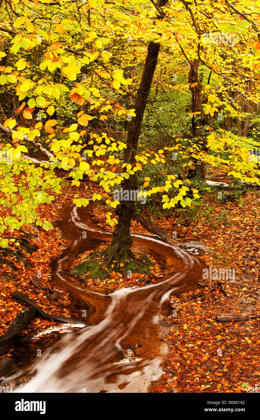 A small stream flowing through Burnham Beeches Buckinghamshire England ...