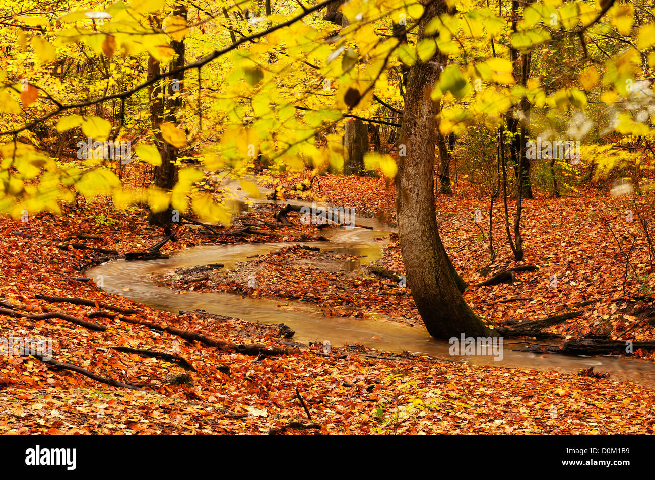 Small stream flowing through Burnham Beeches Buckinghamshire England ...
