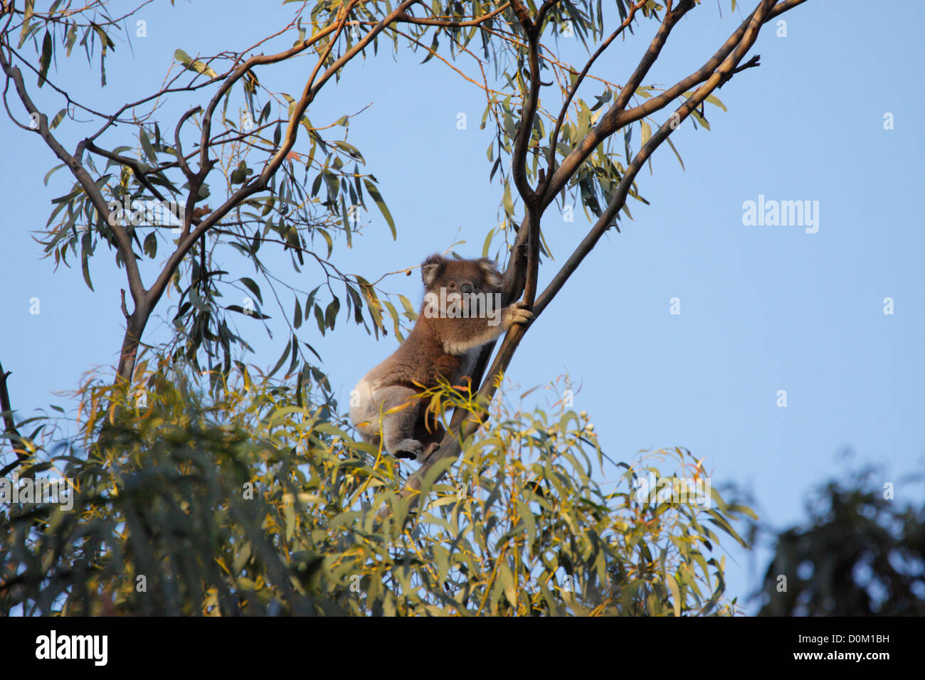 Koala (Phascolarctos cinereus) climbing up a gumtree, Kenneth River ...