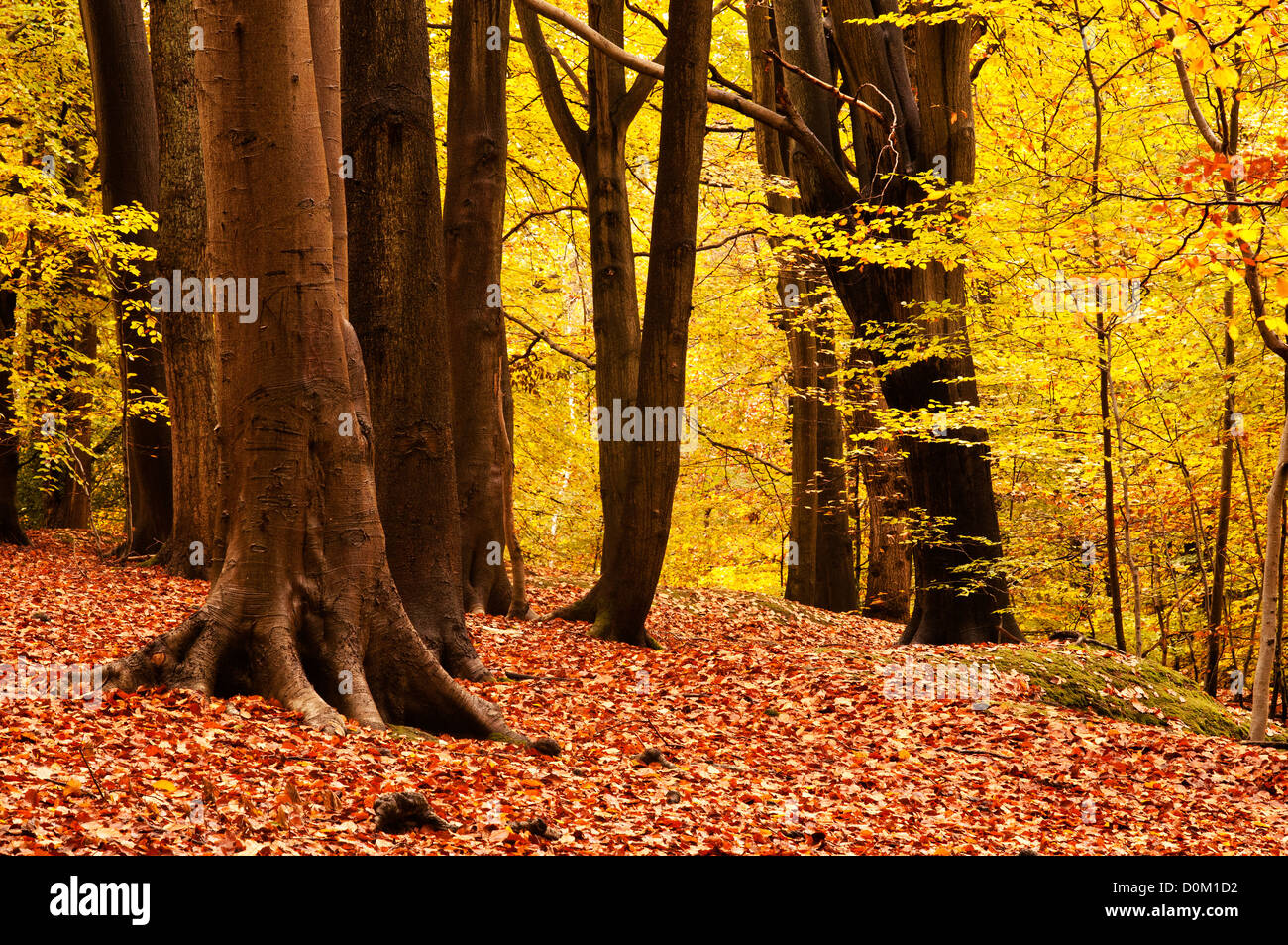 Burnham Beeches in Autumn Buckinghamshire England Stock Photo - Alamy