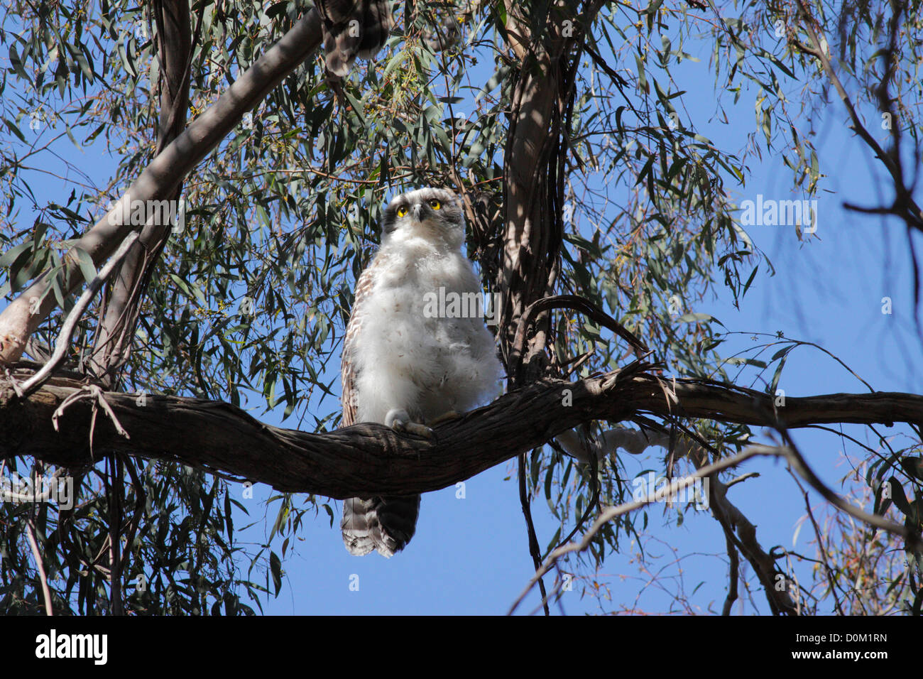 Australian owls hi-res stock photography and images - Alamy