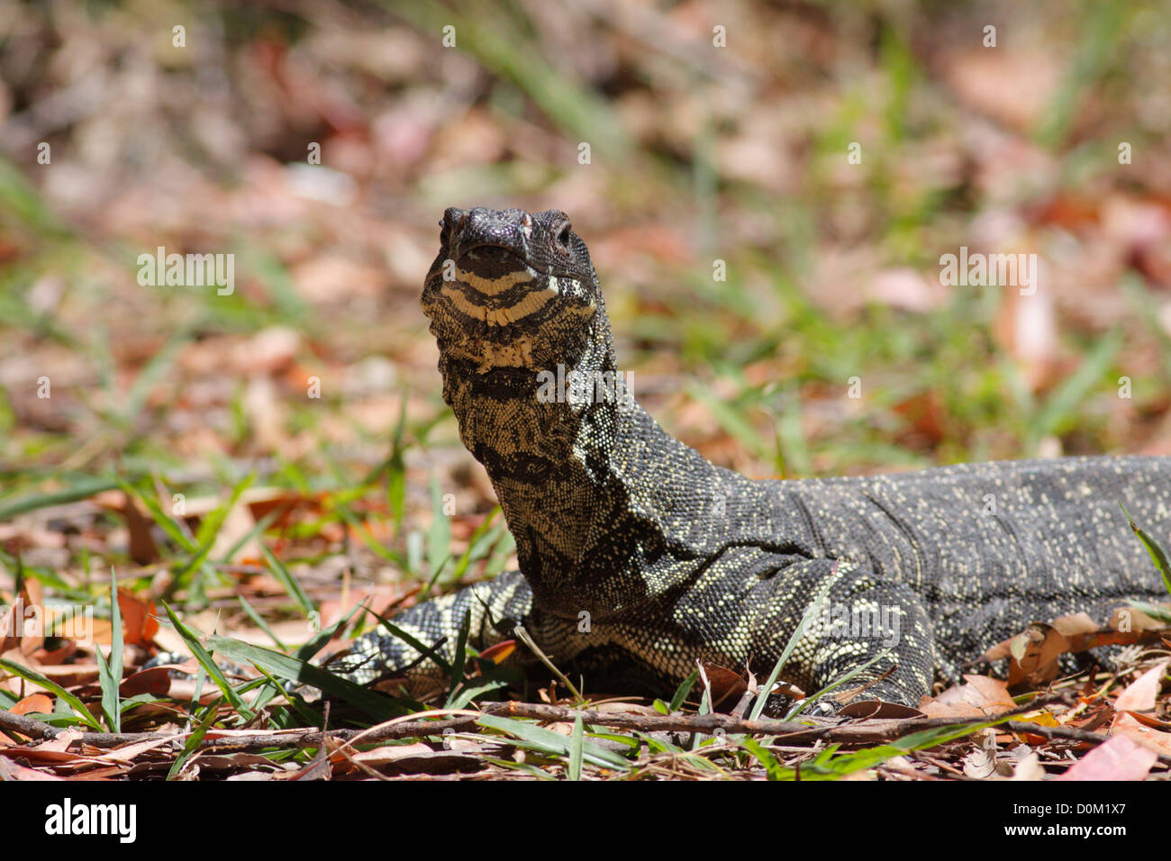 Lace Monitor / Goanna (Varanus varius), Nightcap National Park, New ...