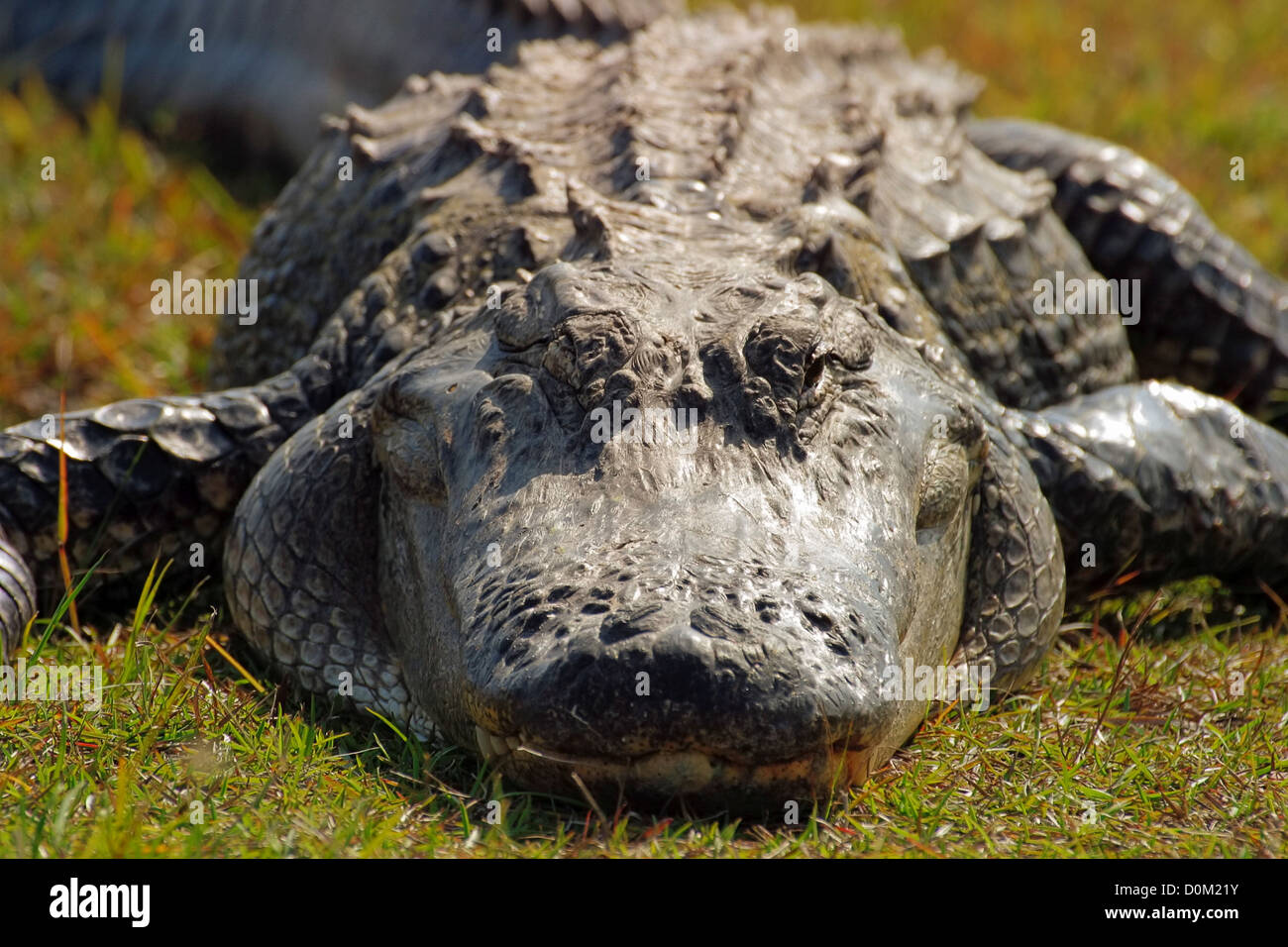 An alligator sunning itself Stock Photo - Alamy