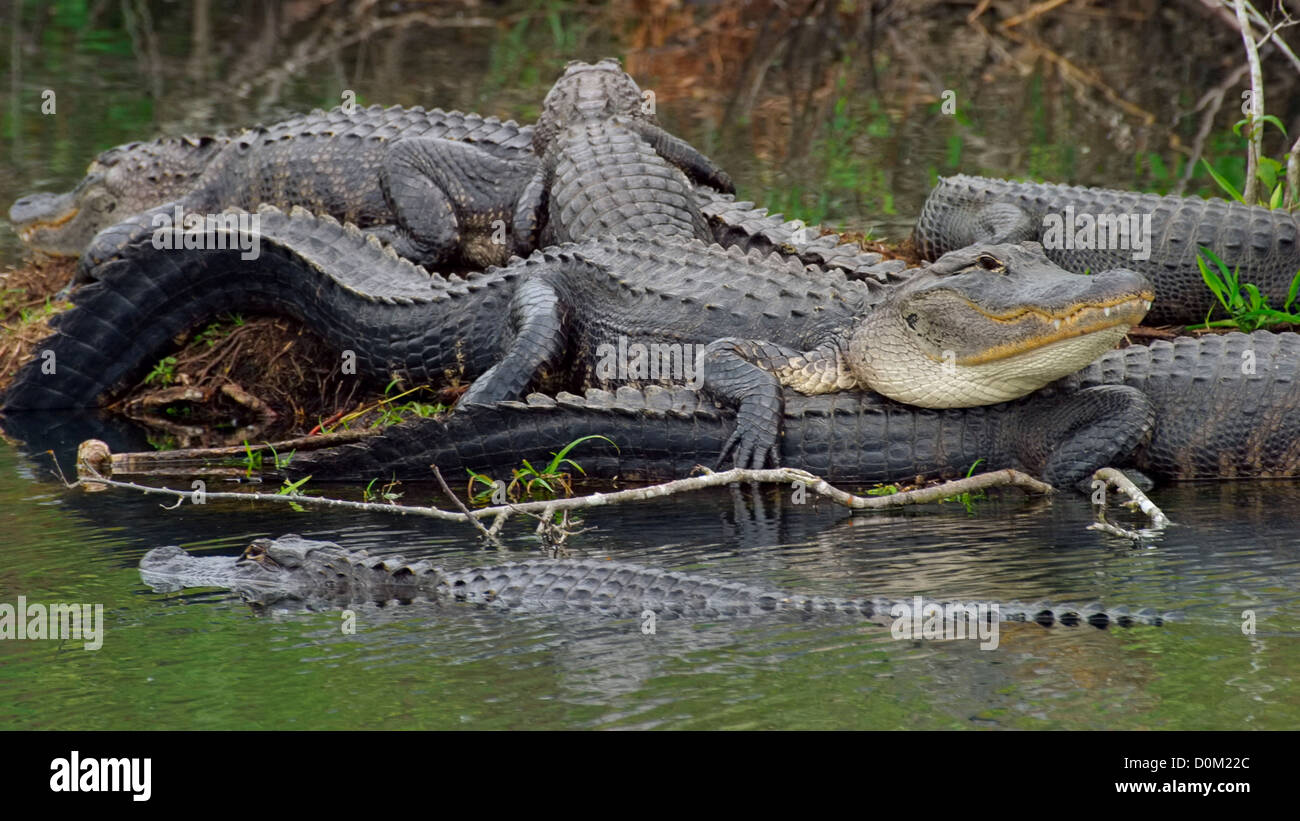 Alligators cluster together Stock Photo - Alamy