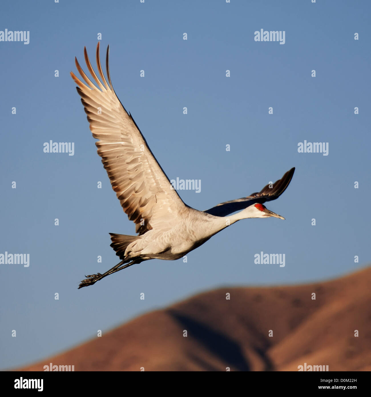 A sandhill crane on the wing Stock Photo - Alamy