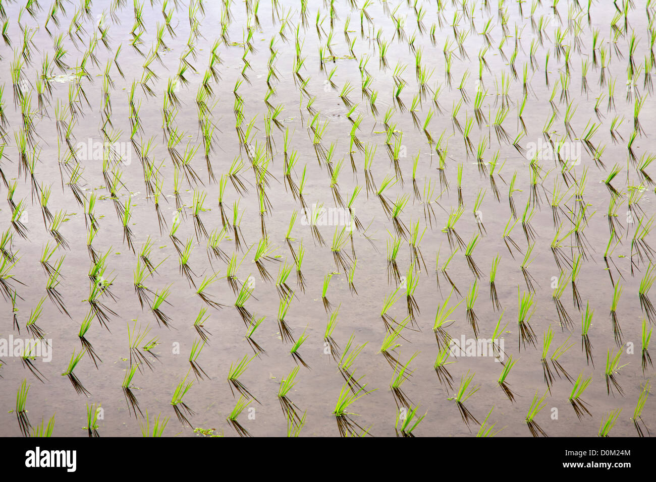 Rice seedling soil hi-res stock photography and images - Alamy