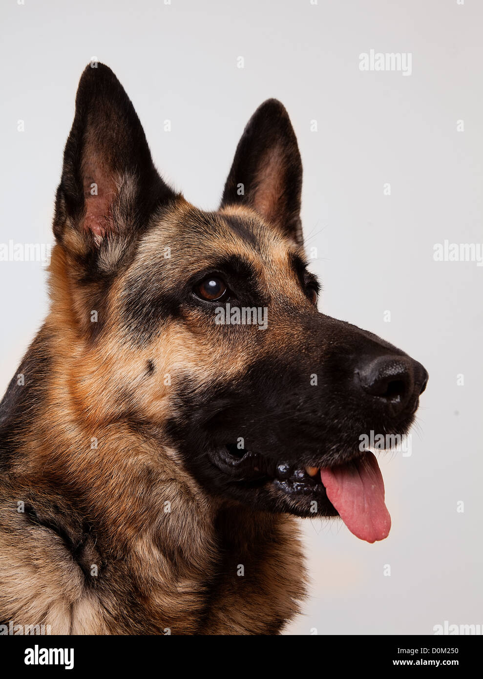 Studio Portrait of German Shepherd Dog Stock Photo - Alamy