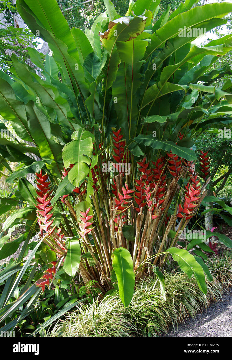 Red Palulu, Lobster Claw, Bastard Plantain, Firebird, Macaw Flower ...
