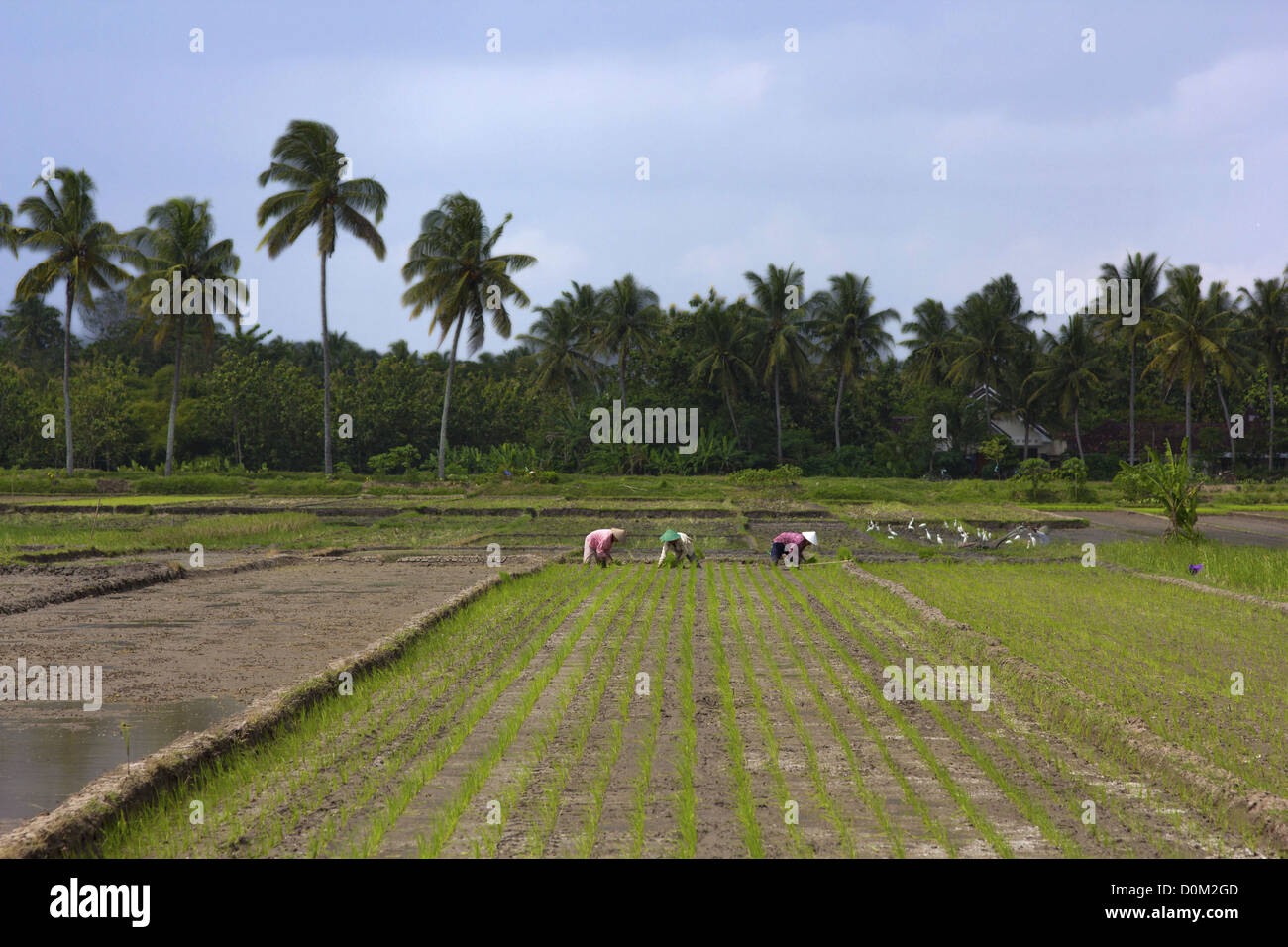 agriculture workers on rice field in bali Stock Photo - Alamy