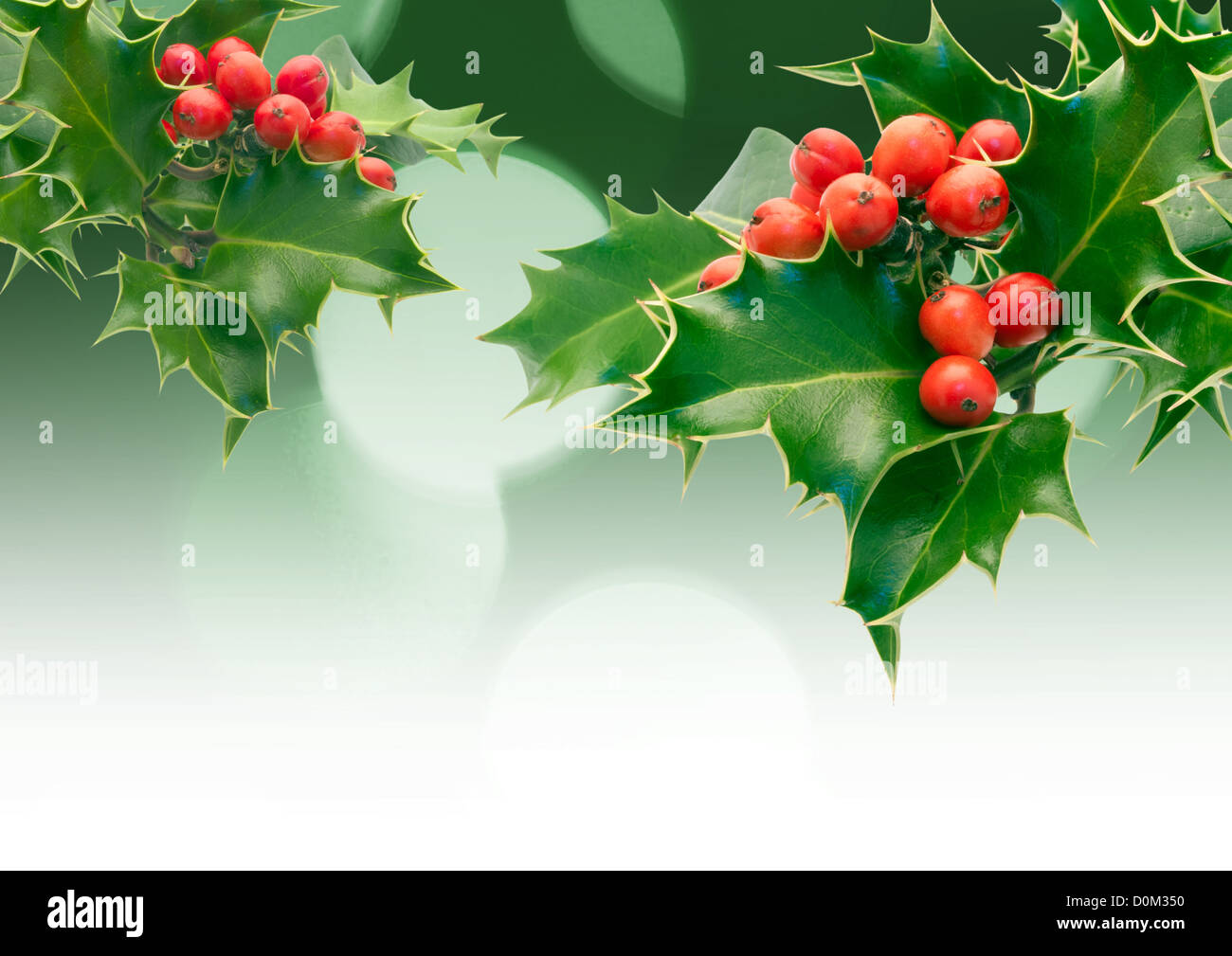 Holly Sprigs with diffused lights Stock Photo - Alamy