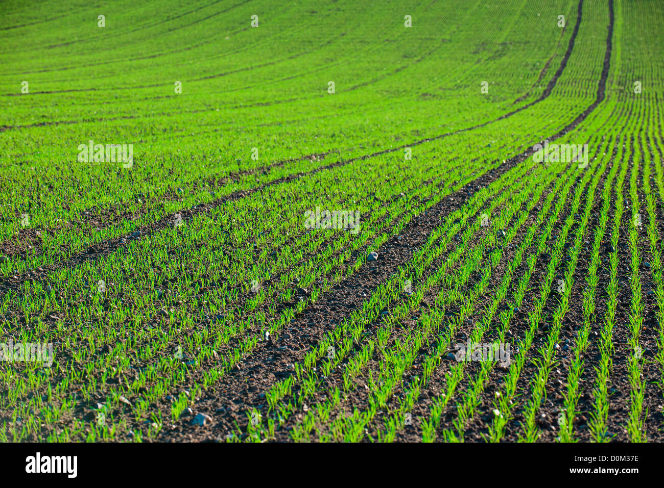 Cereal crop of winter wheat, showing tramlines and drills of young ...