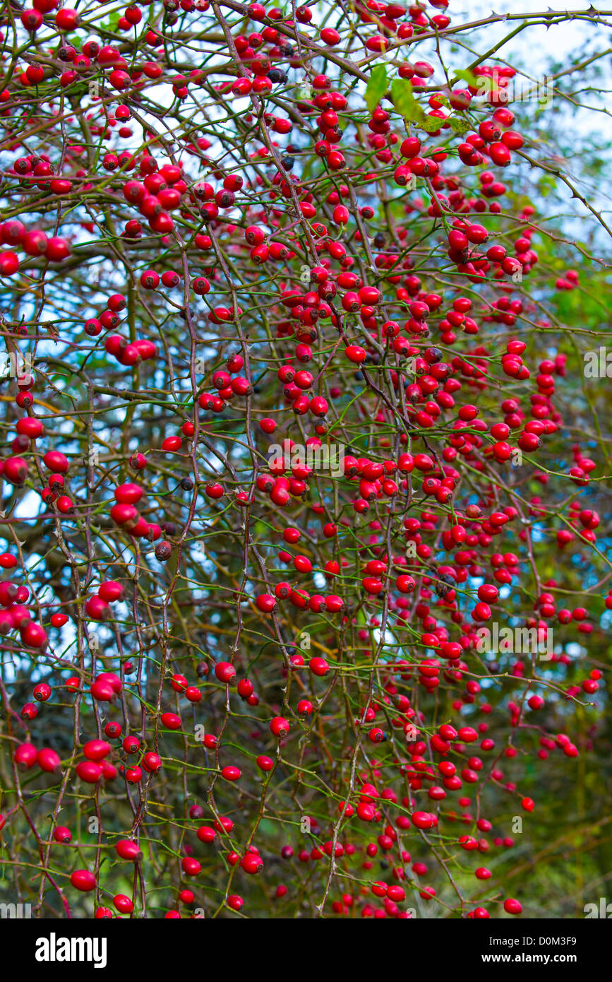 Rose hips, (rosa spp) in Winter hedgerow, Norfolk, UK, November Stock ...