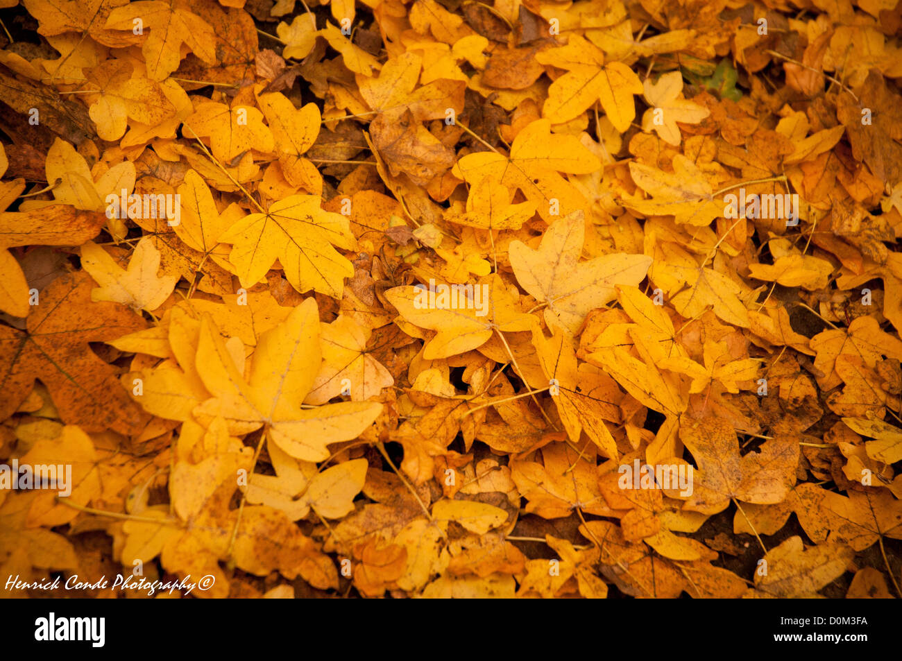 Field Maple Leaves on the ground Stock Photo - Alamy