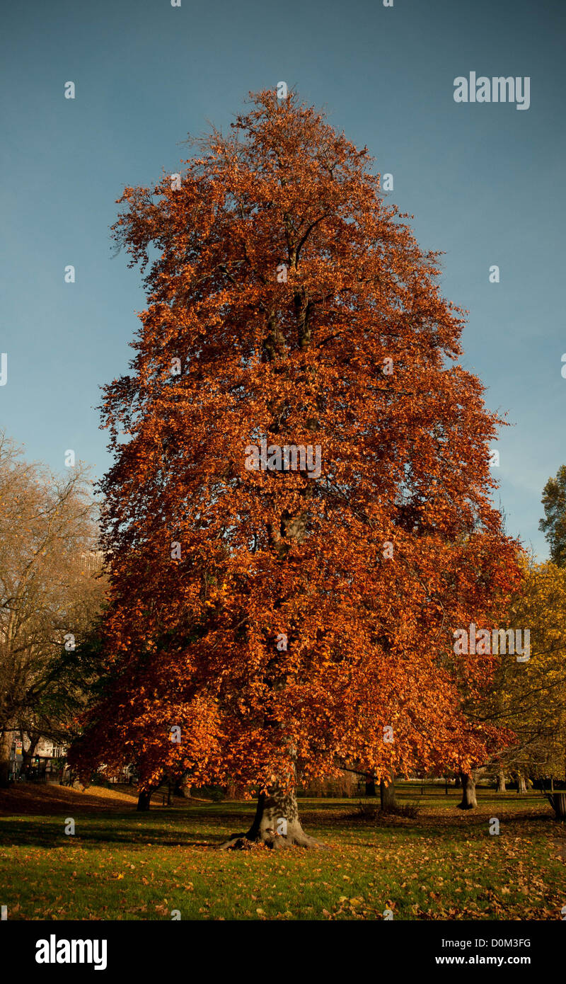 London sycamore hi-res stock photography and images - Alamy