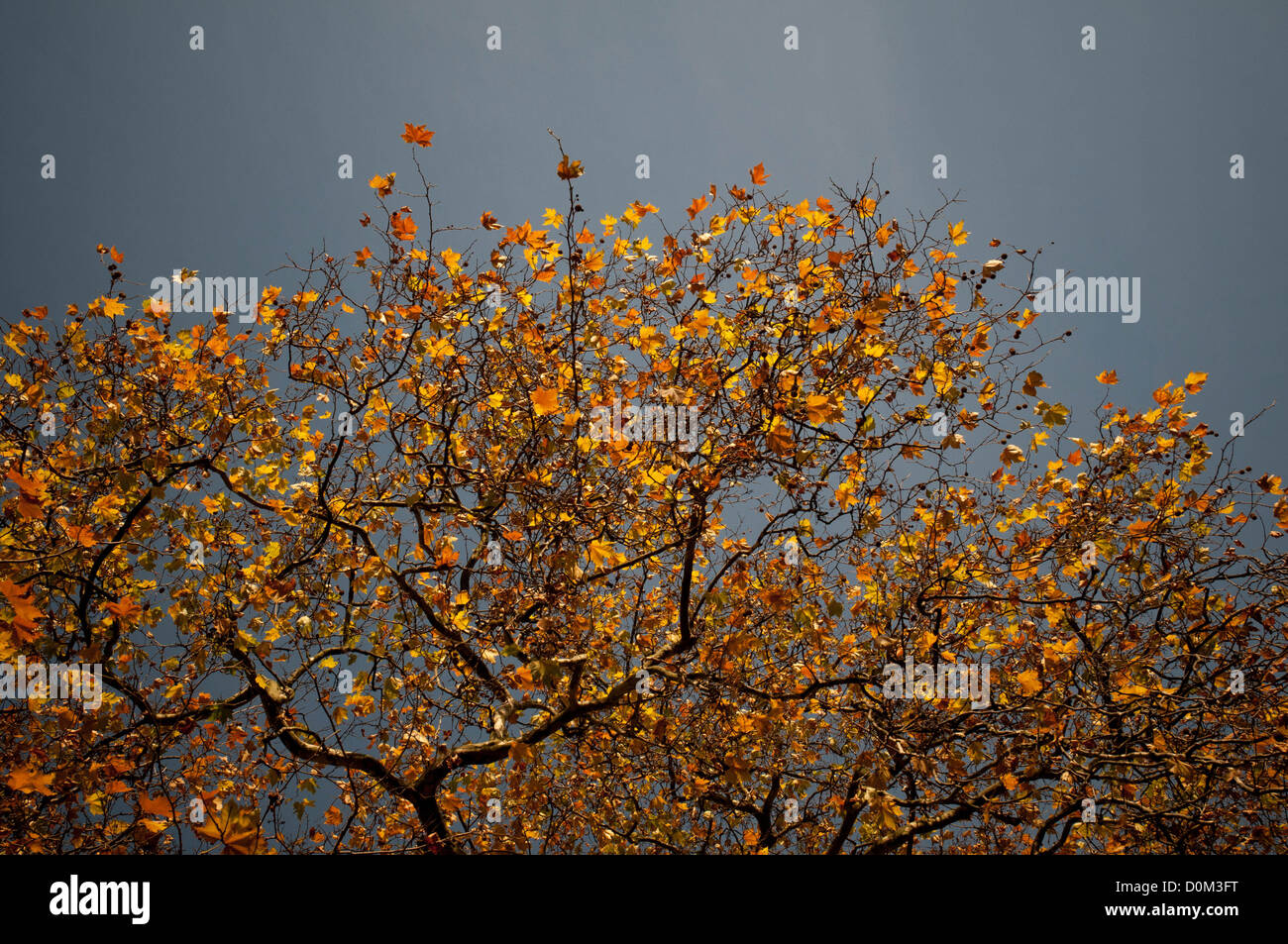 Different Tons of Yellow Stock Photo - Alamy