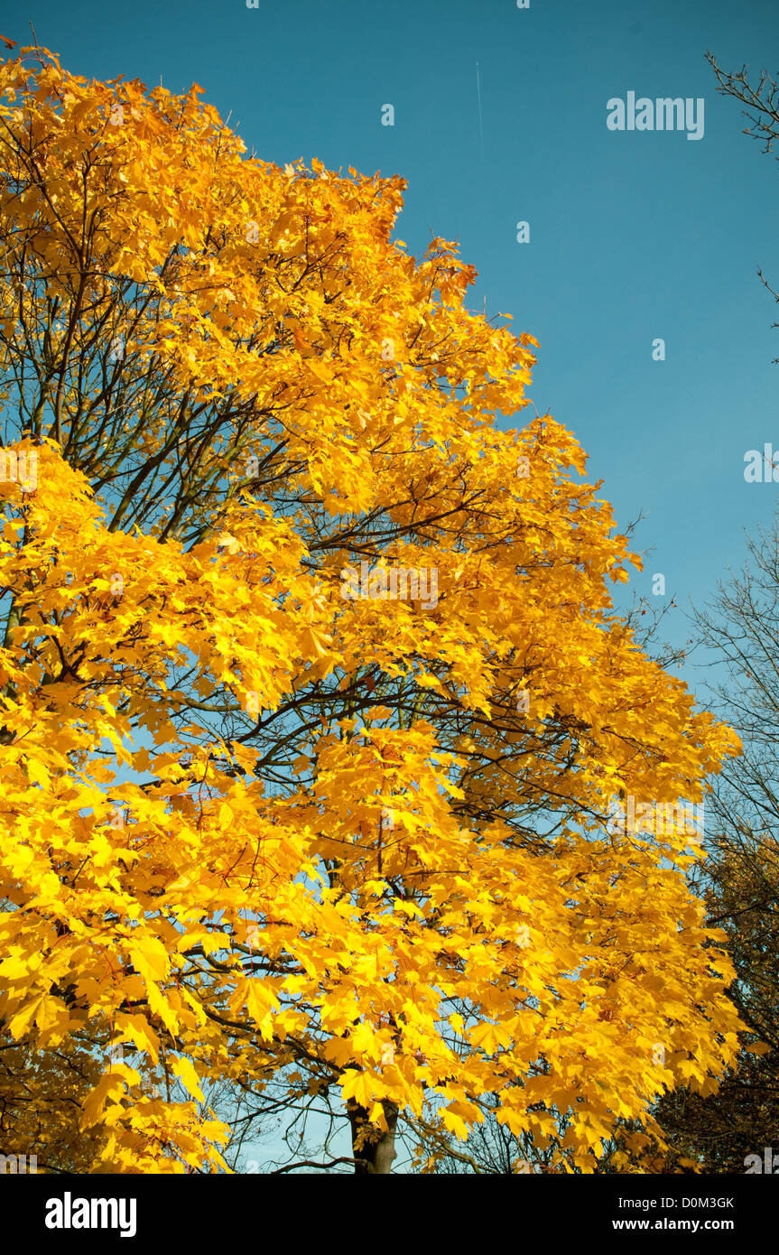 Environment enviroment tree leaves hi-res stock photography and images ...