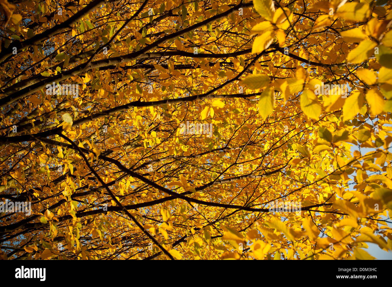 Common wild cherry tree hi-res stock photography and images - Alamy