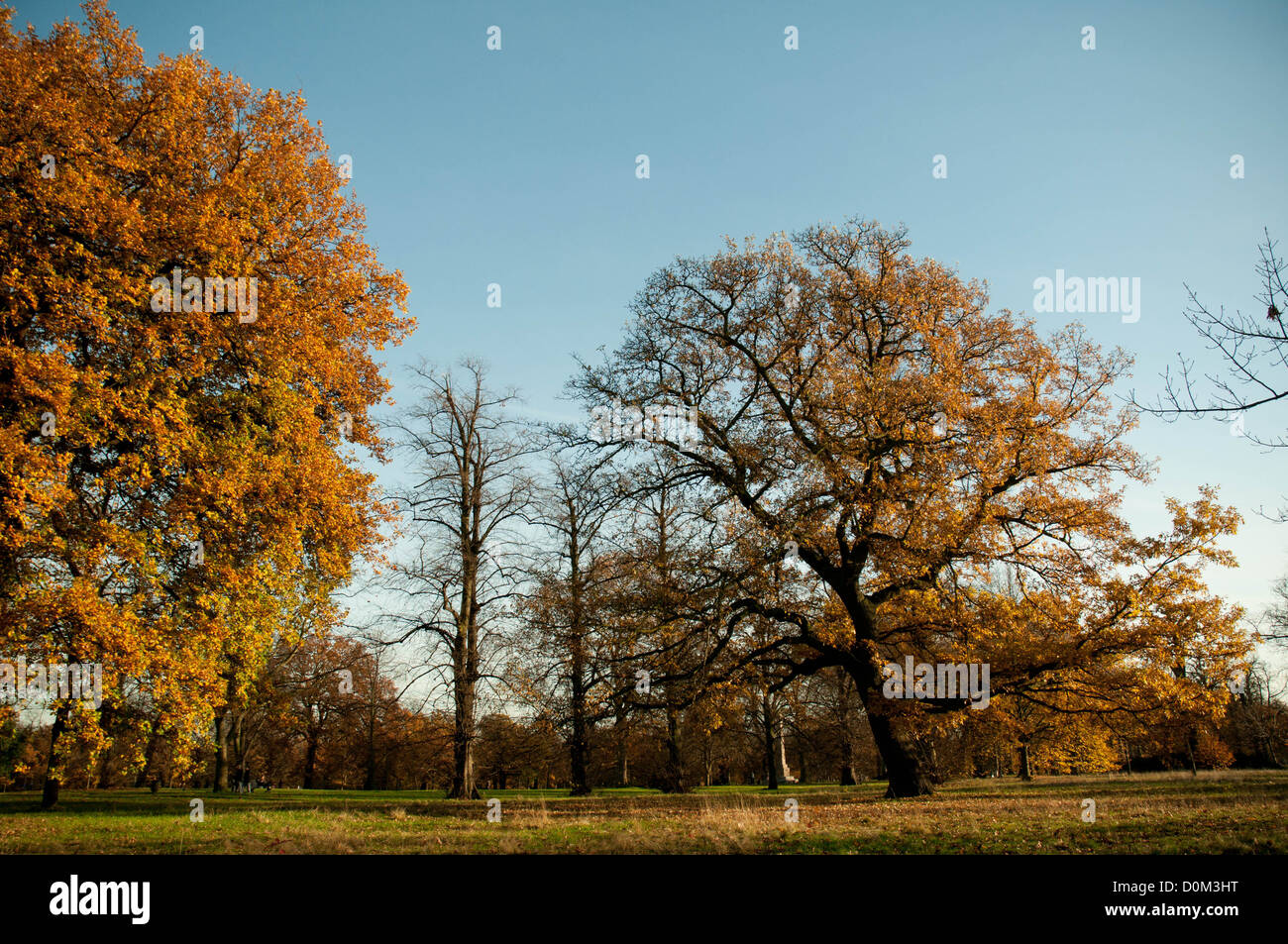 London sycamore hi-res stock photography and images - Alamy
