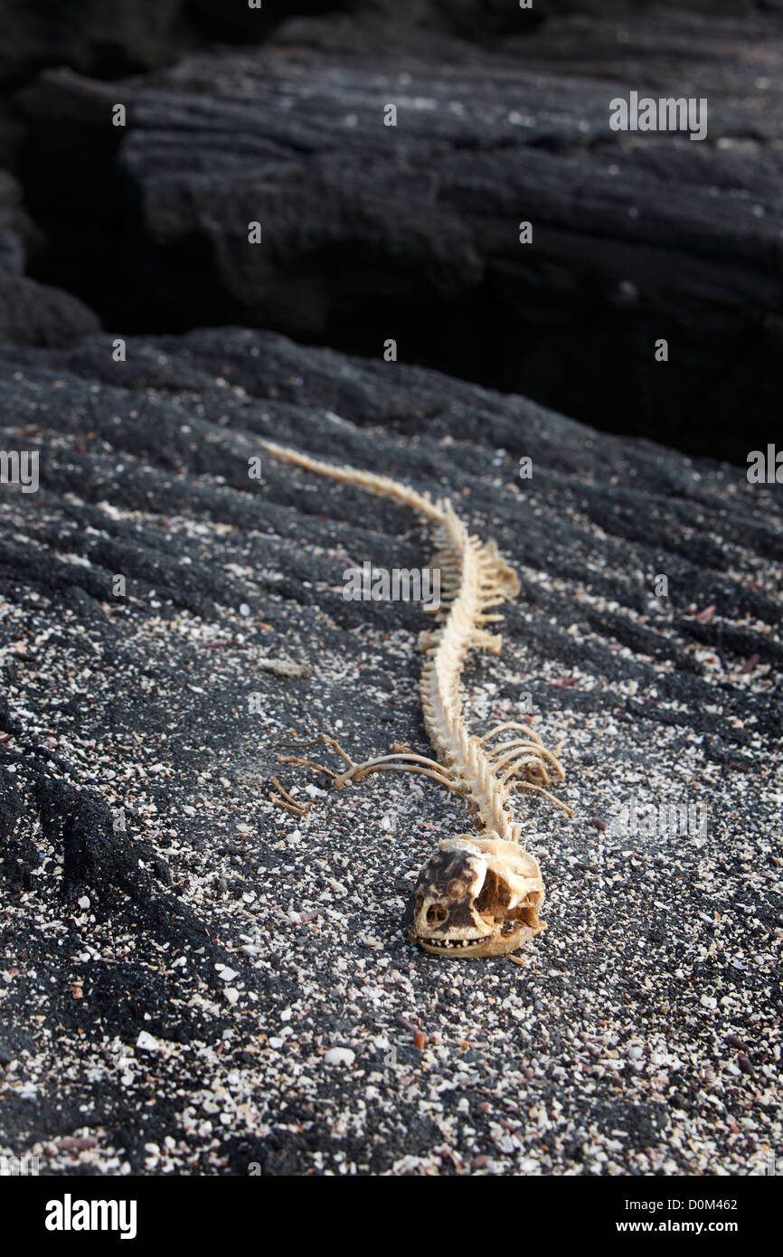 Marine Iguana skeleton on Galapagos Islands, Ecuador Stock Photo - Alamy