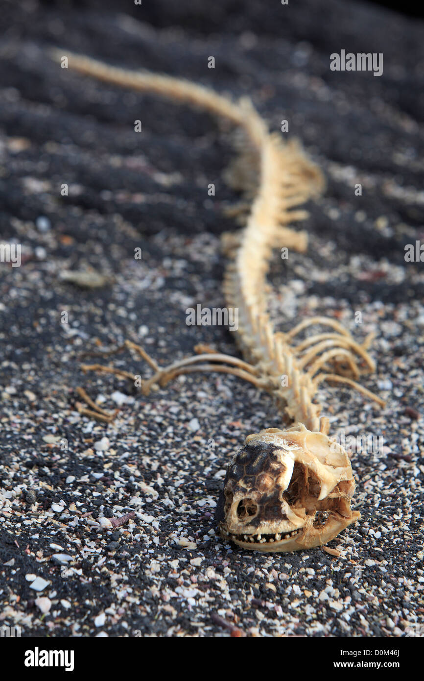 Marine Iguana skeleton on Galapagos Islands, Ecuador Stock Photo - Alamy
