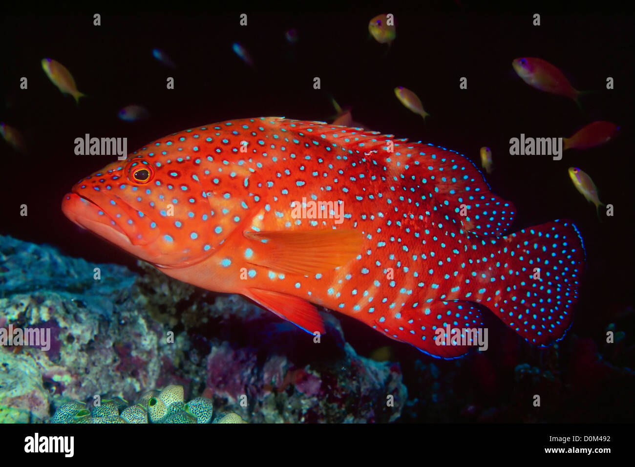 Coral Grouper in Papua New Guinea Stock Photo - Alamy