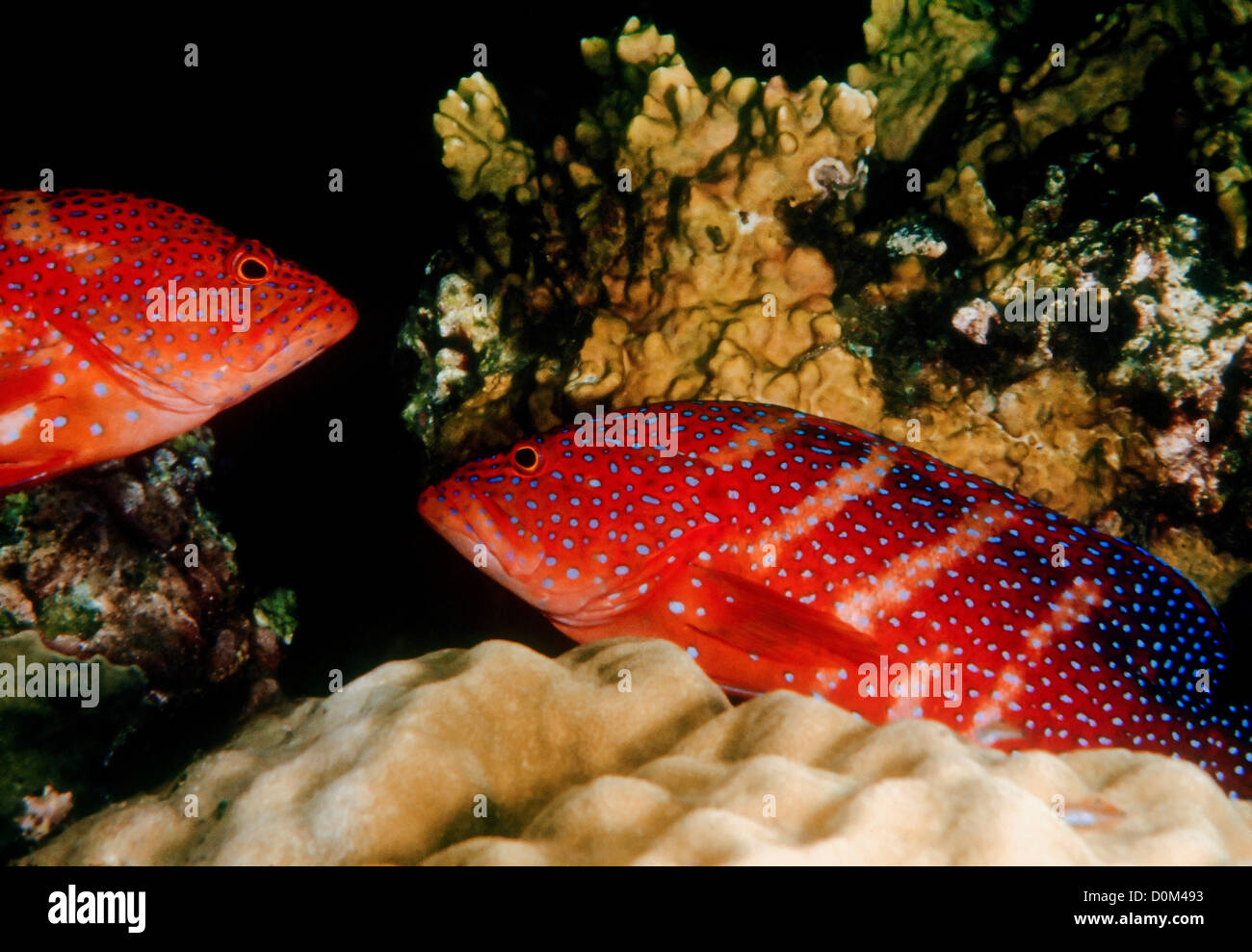 Two Coral Groupers in Papua New Guinea Stock Photo - Alamy