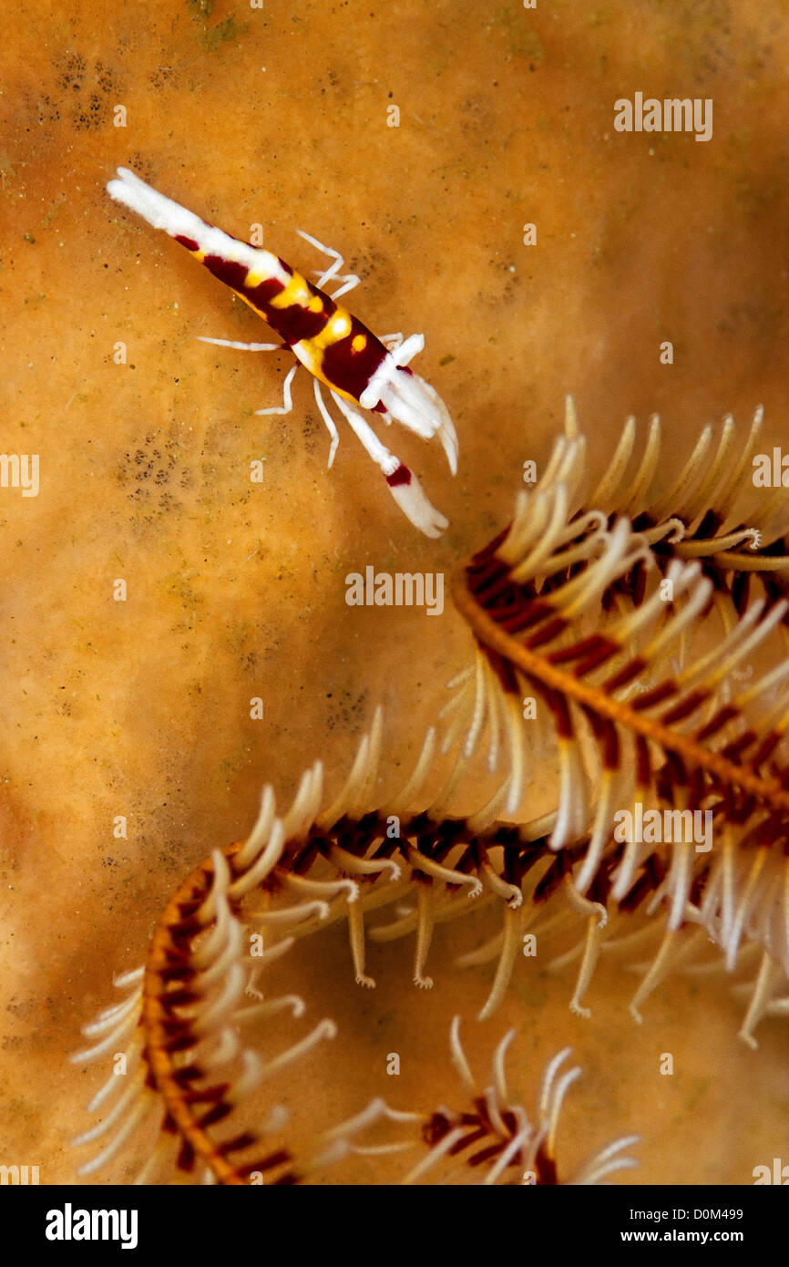 Chinoid Shrimp on Colorful Sponge Stock Photo - Alamy