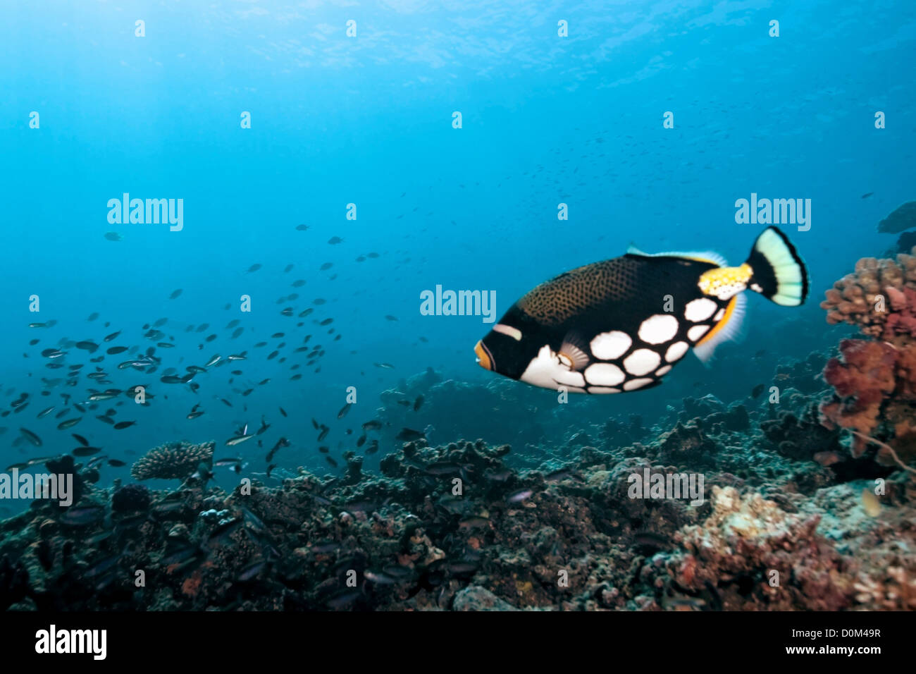 Clown triggerfish fiji hi-res stock photography and images - Alamy