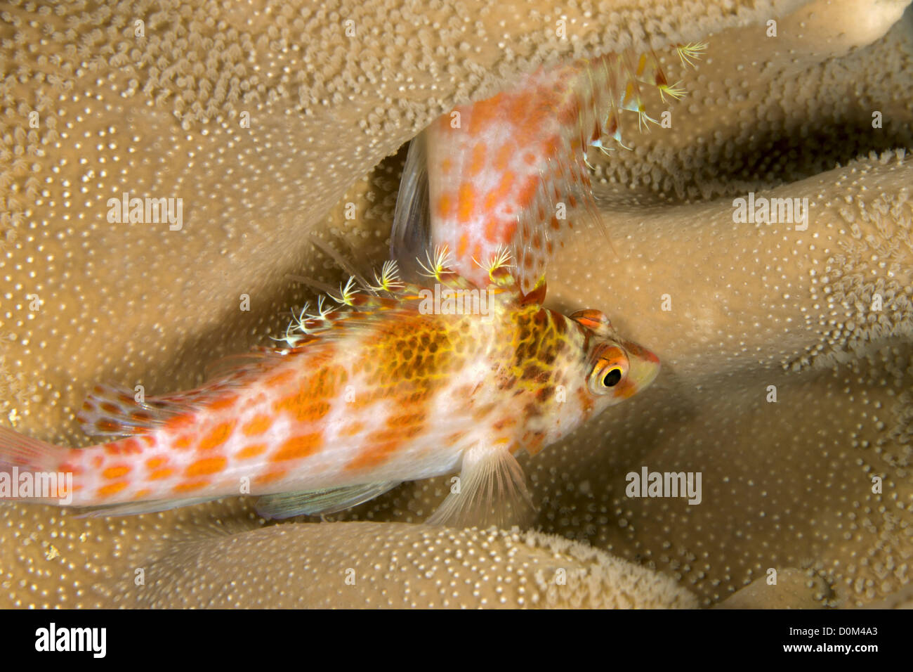 Pixie hawkfish hi-res stock photography and images - Alamy