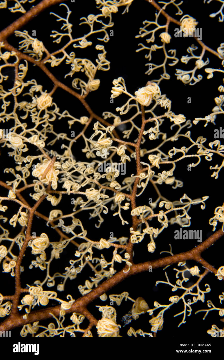 Basket sea star hi-res stock photography and images - Alamy