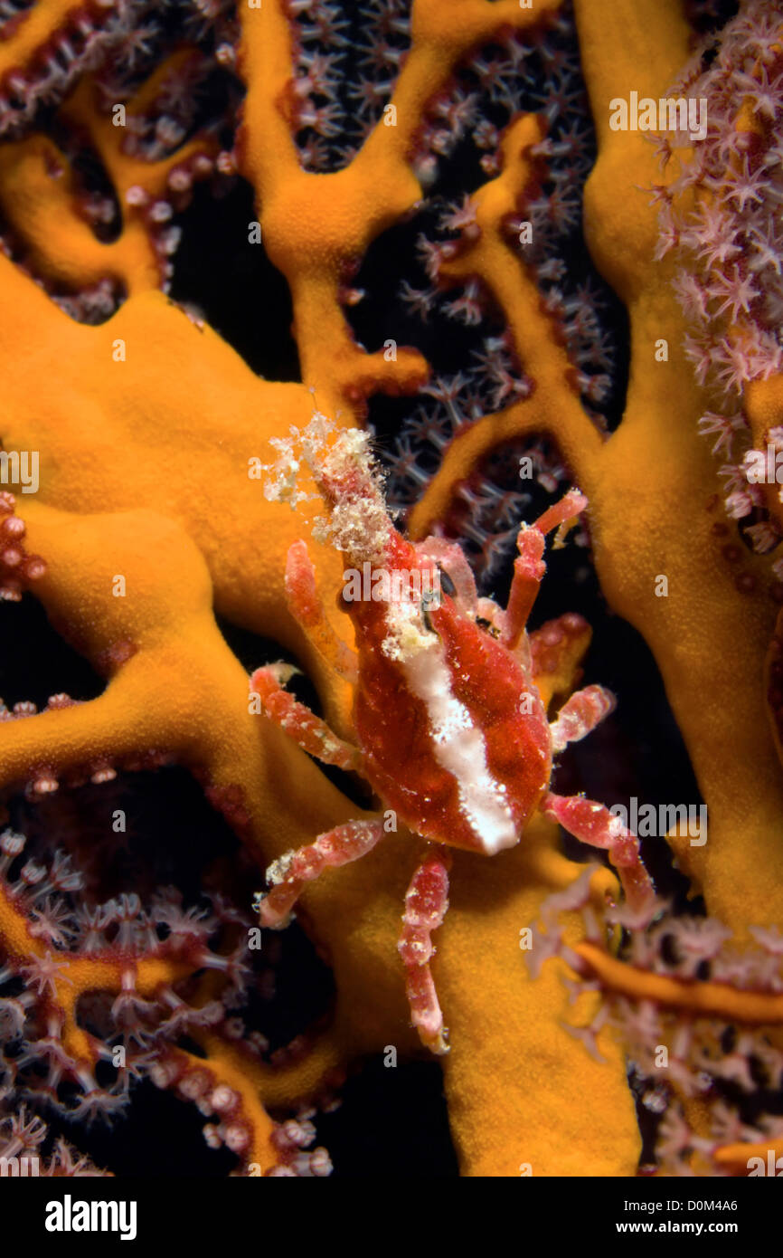 Spider Crab on Soft Coral Stock Photo - Alamy