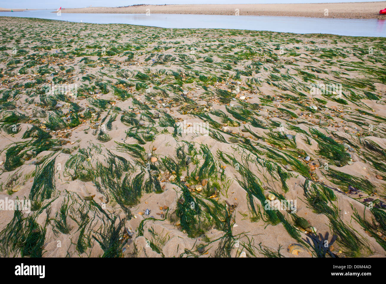 Enteromorpha (Enteromorpha spp.) exposed on sandbank at low tide, Wells ...