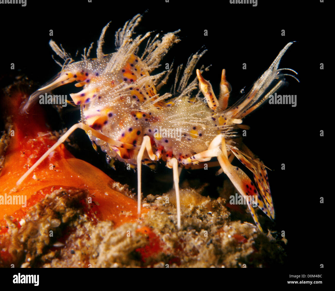 New Species of Shrimp Stock Photo - Alamy