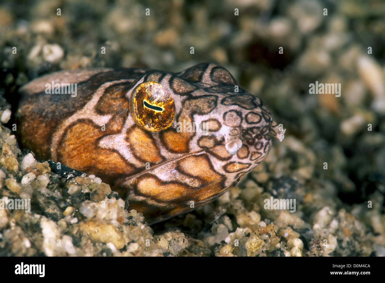 Copper head snake hi-res stock photography and images - Alamy
