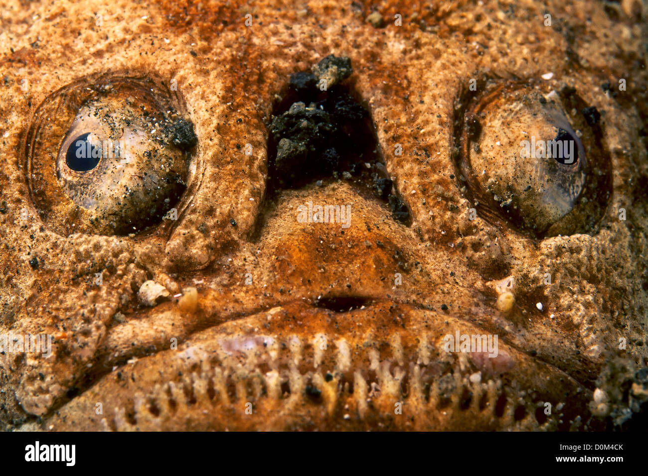 Stargazer Buried in the Sand Stock Photo - Alamy