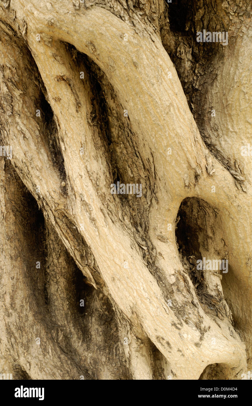 Olive Tree Trunk High Resolution Stock Photography and Images - Alamy
