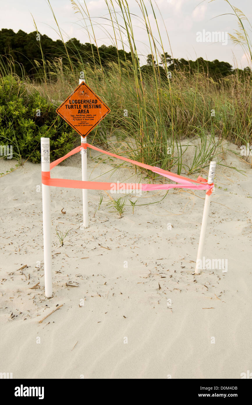 Loggerhead Turtle Nesting Site Stock Photo - Alamy