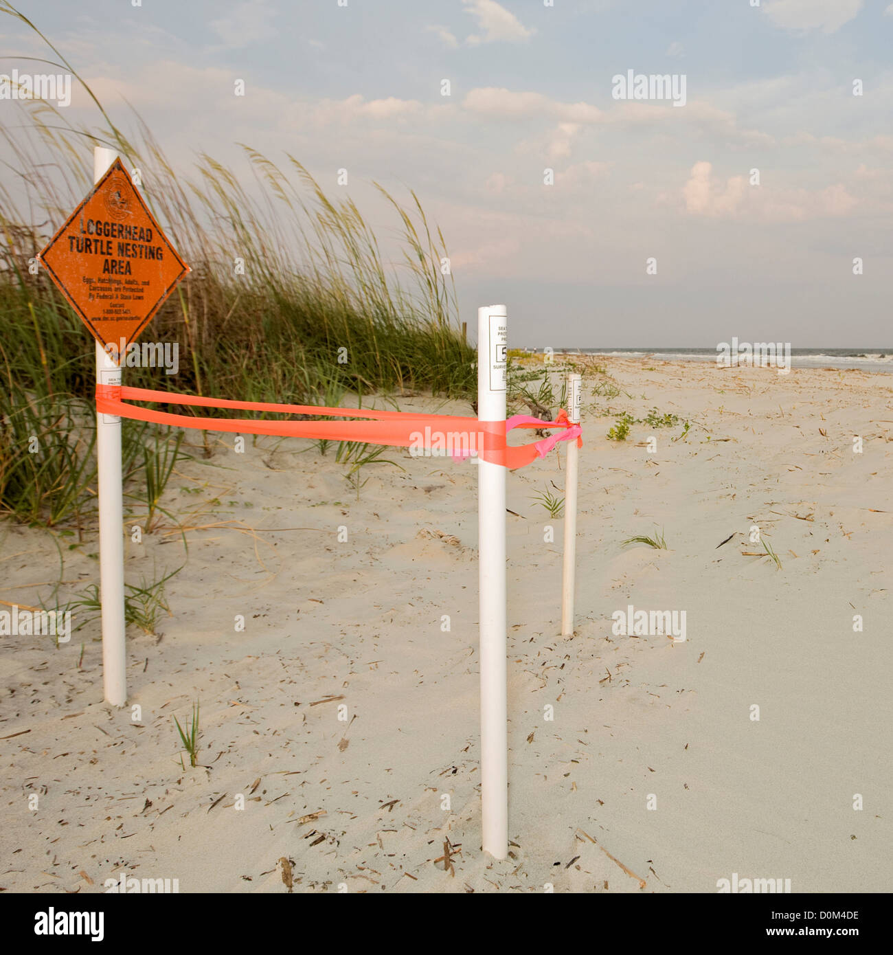 Loggerhead Turtle Nesting Site Stock Photo - Alamy