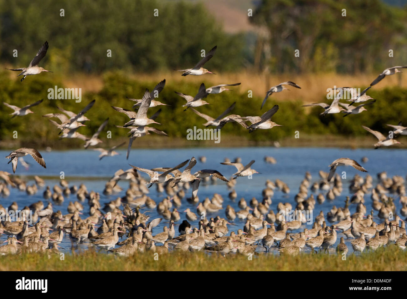 Bar tailed godwit flight zealand hi-res stock photography and images ...