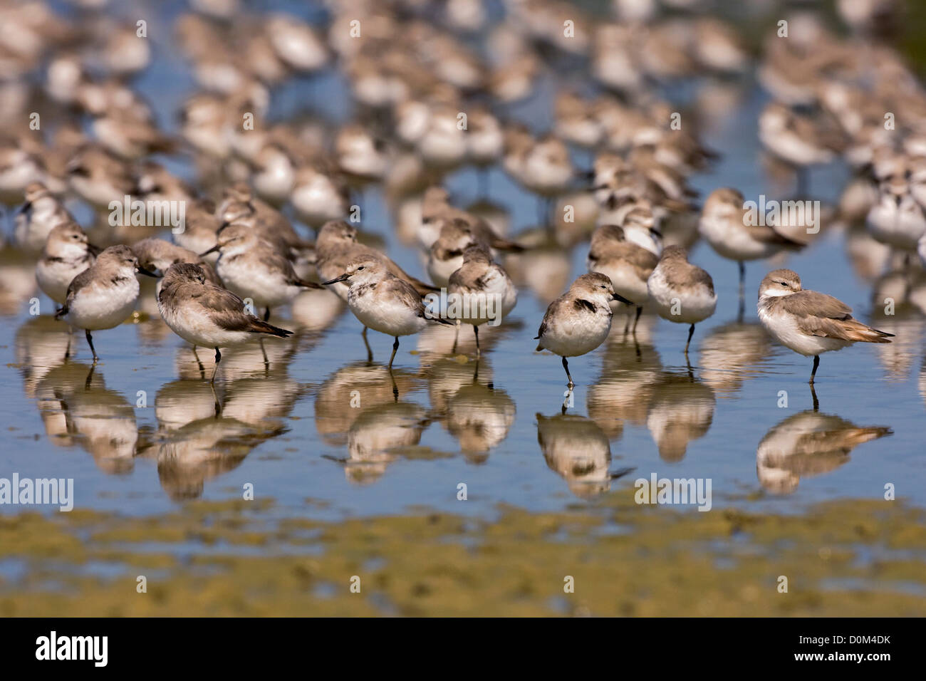 Sharp Tailed Sandpipers High Resolution Stock Photography and Images ...