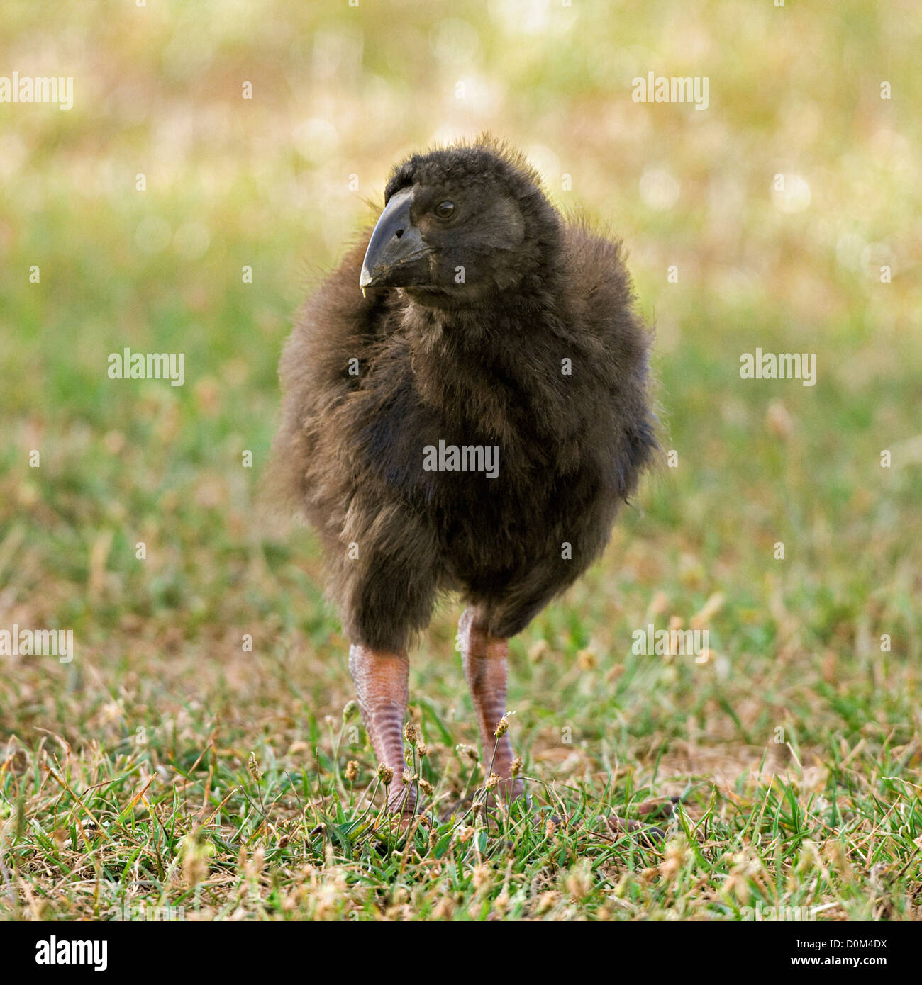 New zealand tiritiri matangi takahe hi-res stock photography and images ...