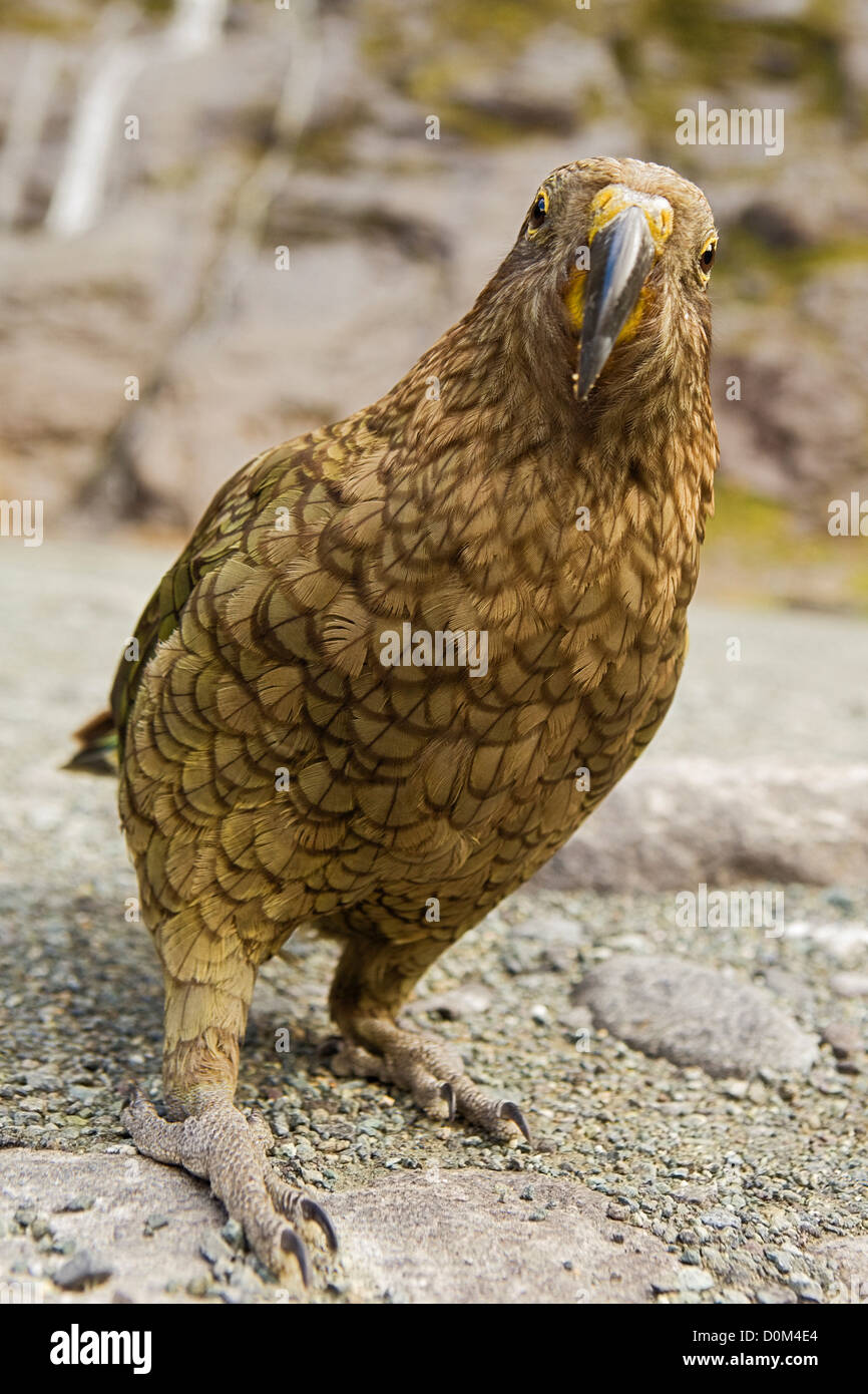 Parrot sound hi-res stock photography and images - Alamy