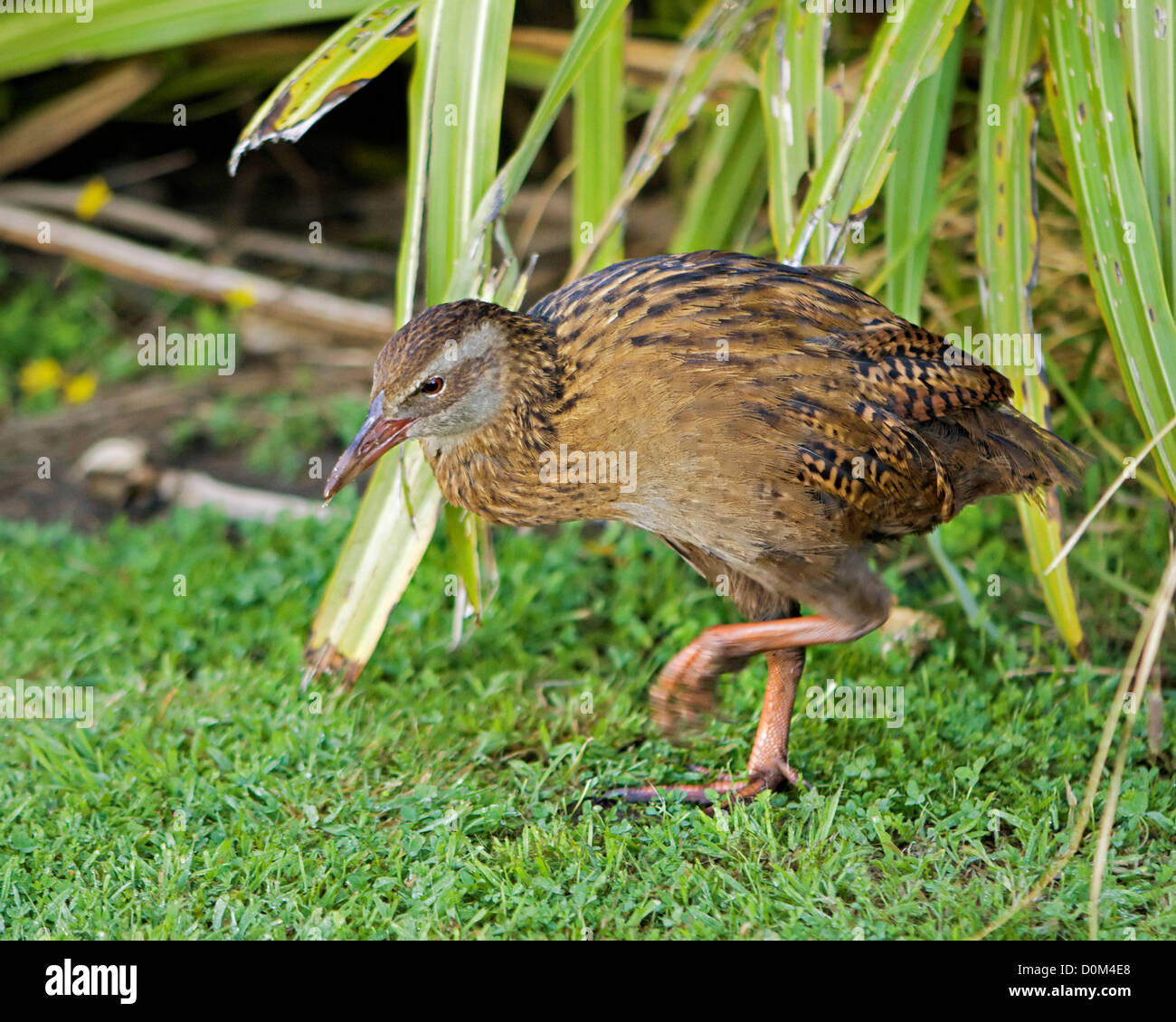 Weka hi-res stock photography and images - Alamy